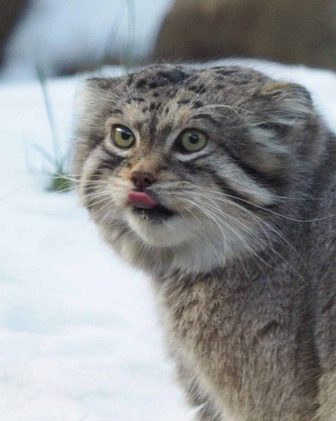 Голодный Лёвушка | Пикабу