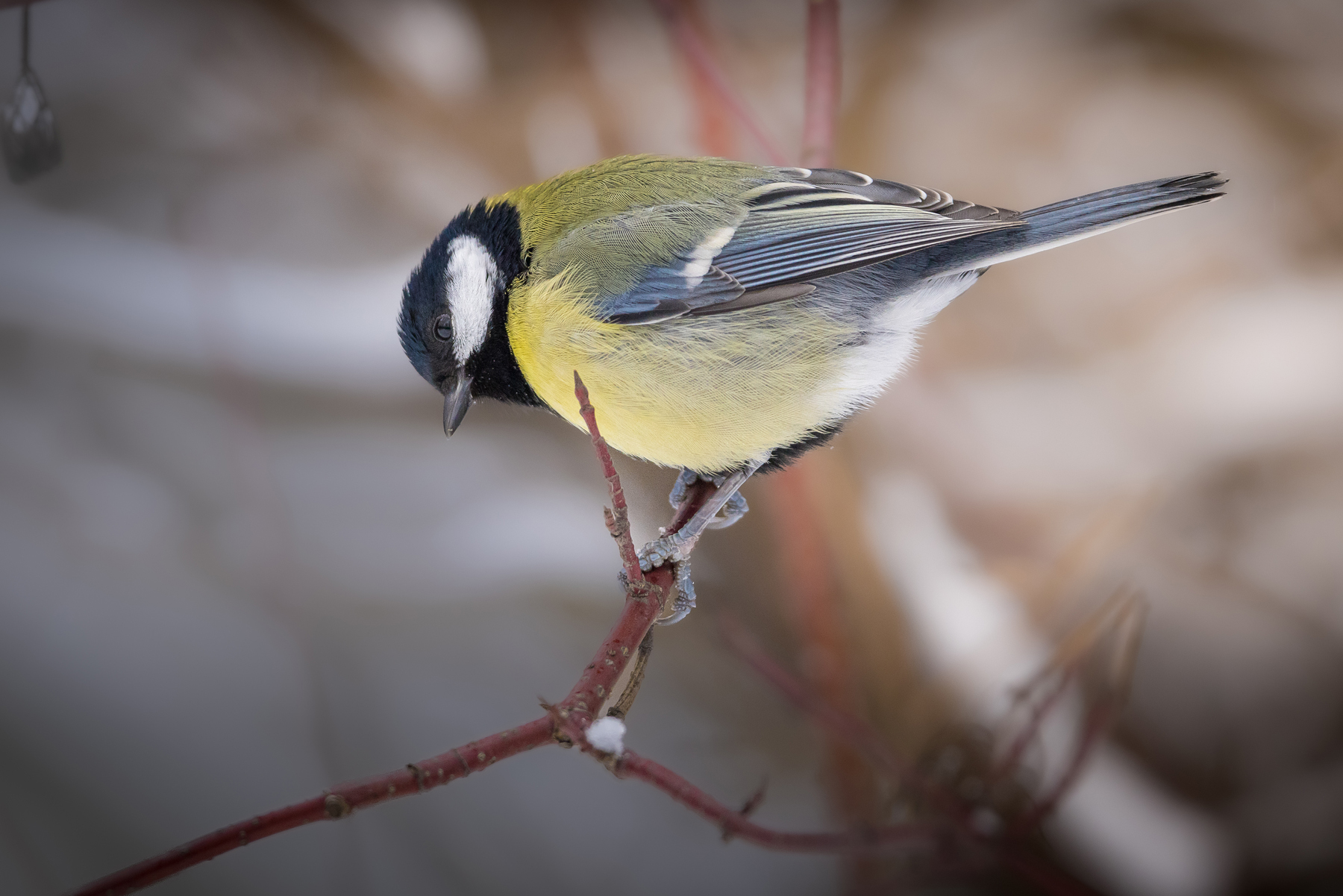 Фотографирую | Пикабу