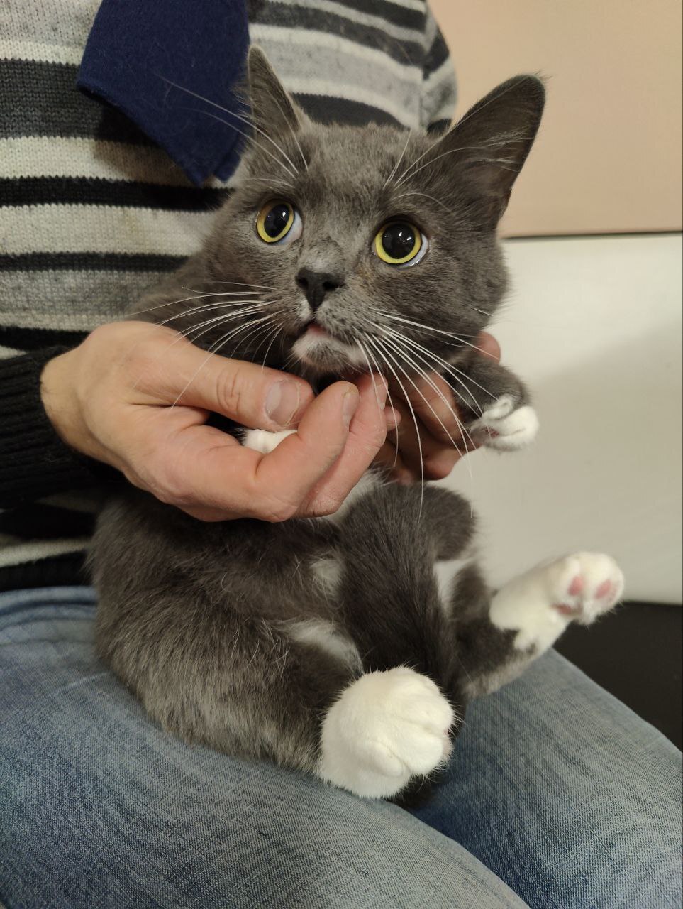 Кото гномик Лева ищет дом Примерно 4 5 лет Кастрирован привит обработан Очень ласковый и