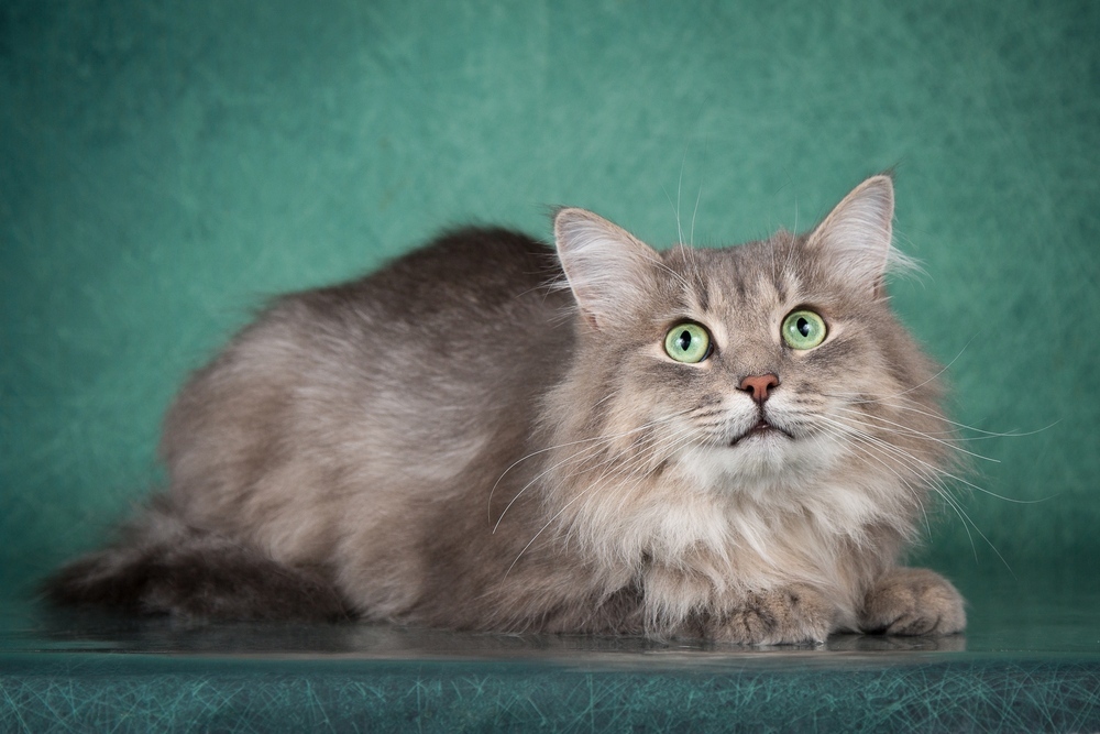 Пушистый нежный и ласковый кот Пух ищет дом - 04.03.24 16:03 | Пикабу