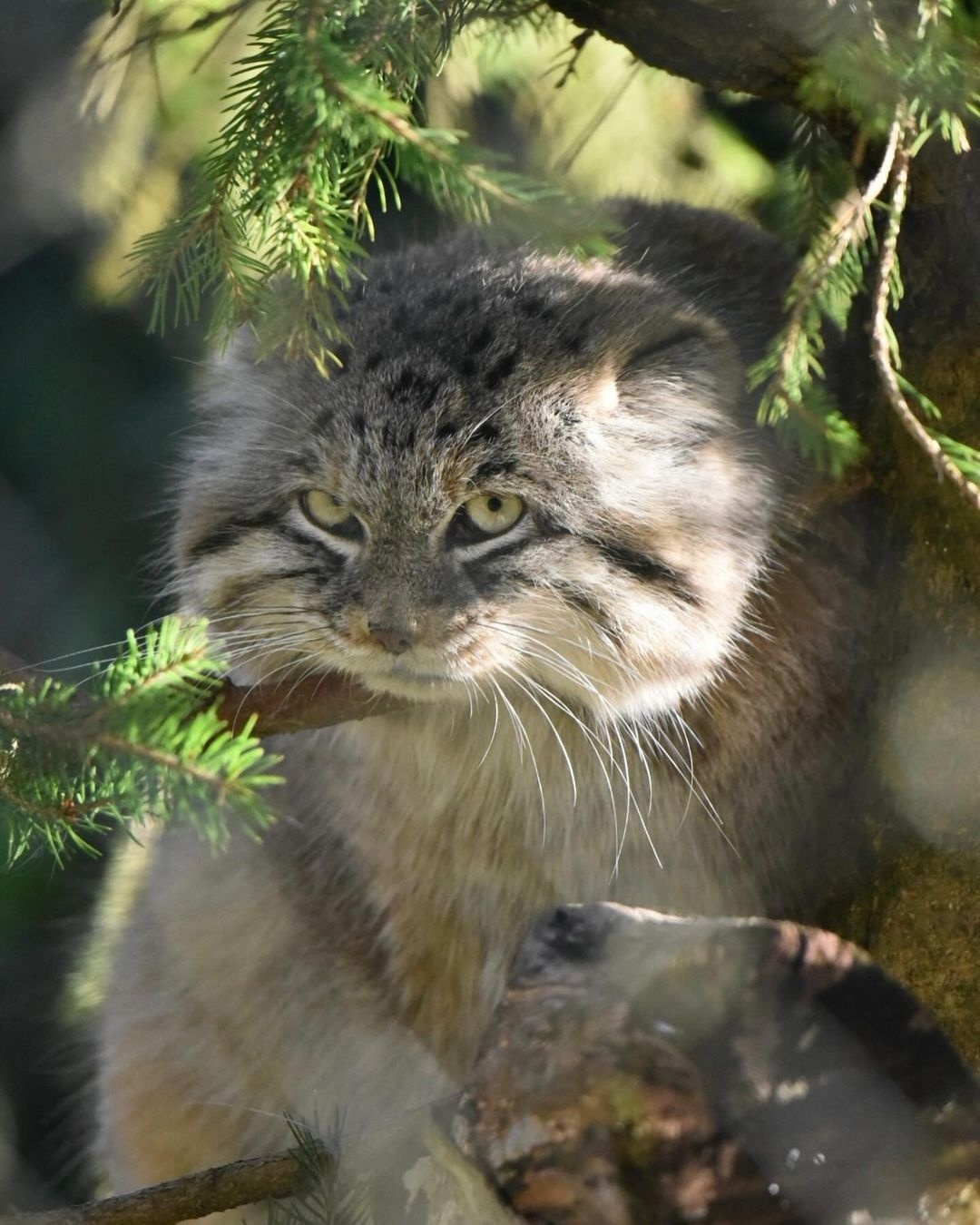 Плюшевая Плюши | Пикабу