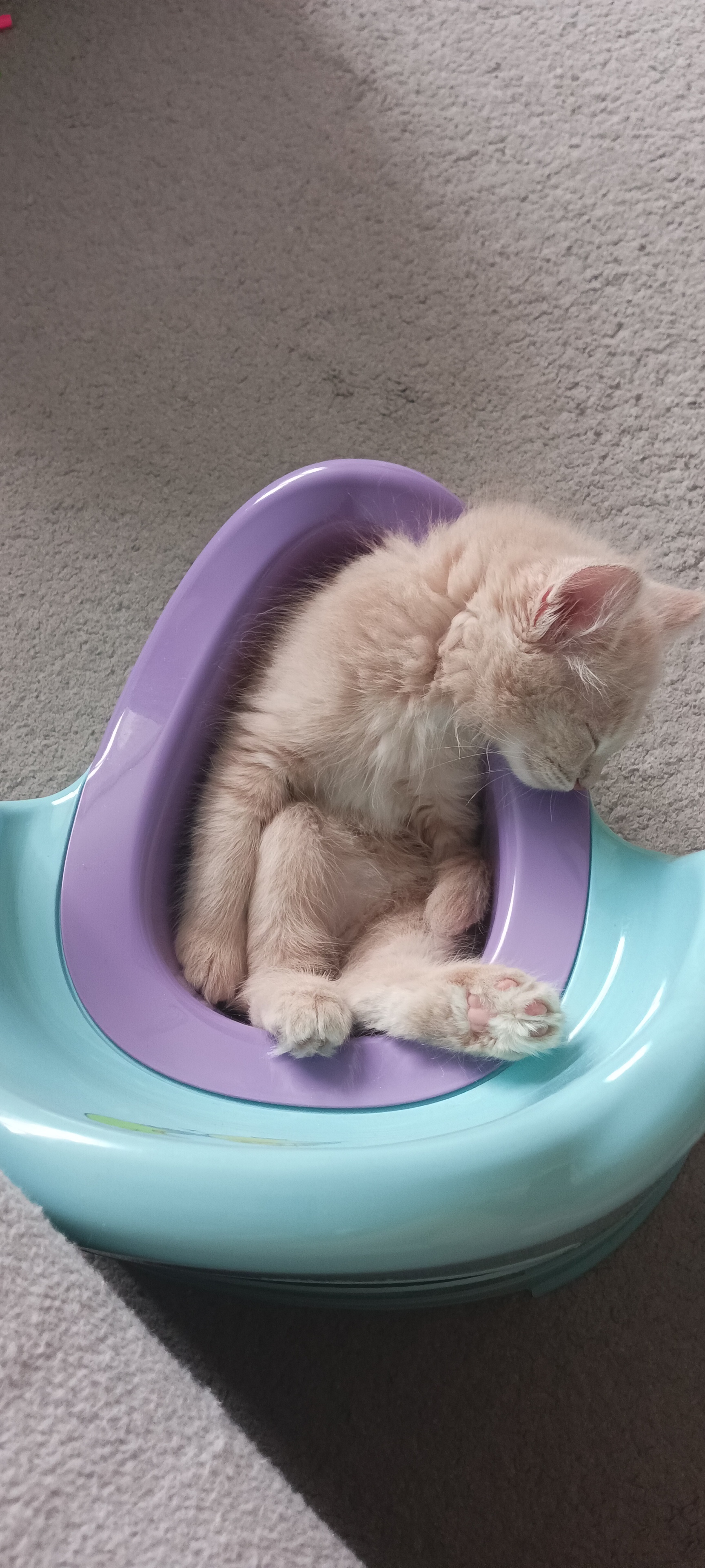 Кот освоил горшок.Но есть нюанс | Пикабу