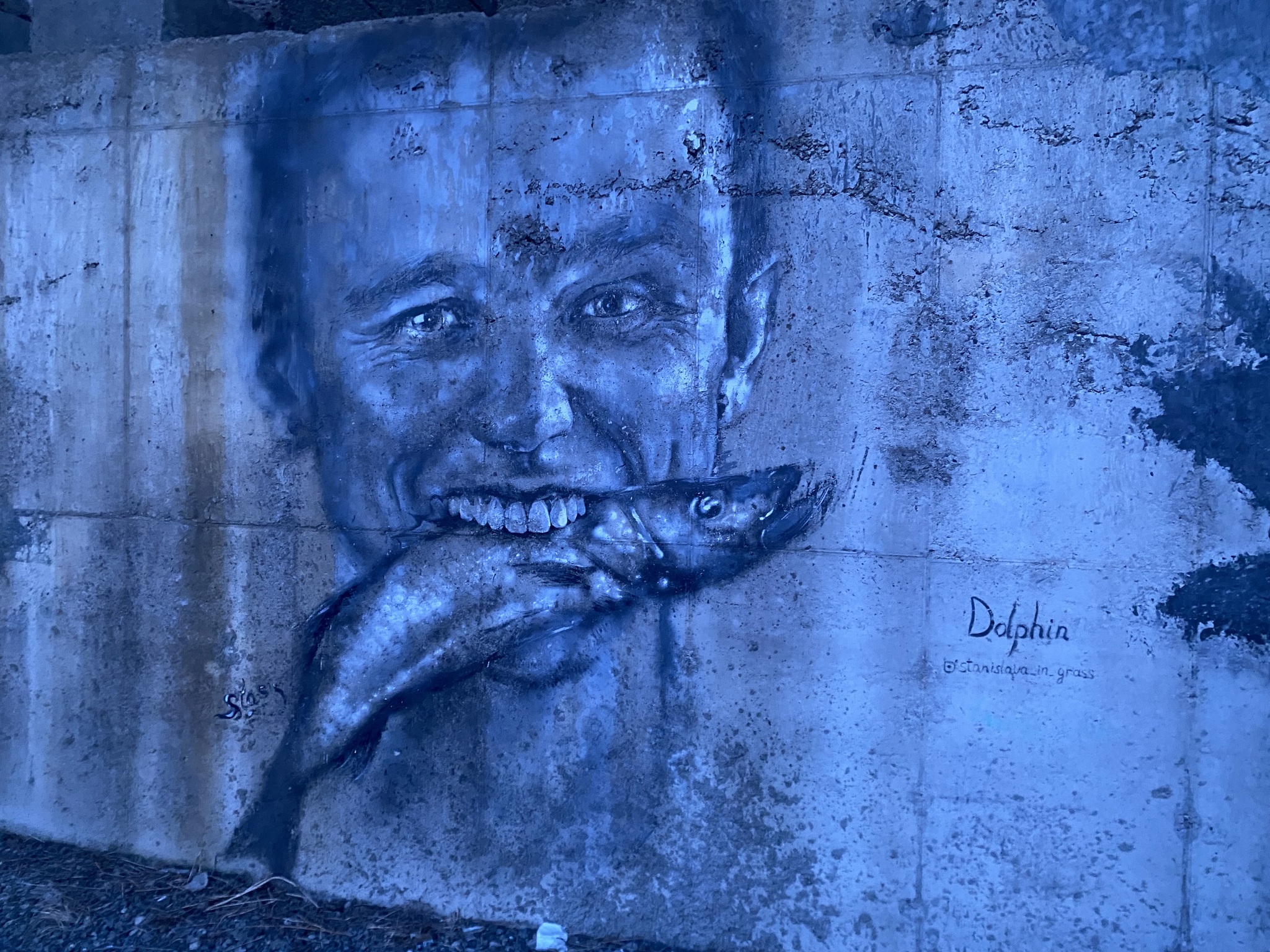 Дельфин | Пикабу