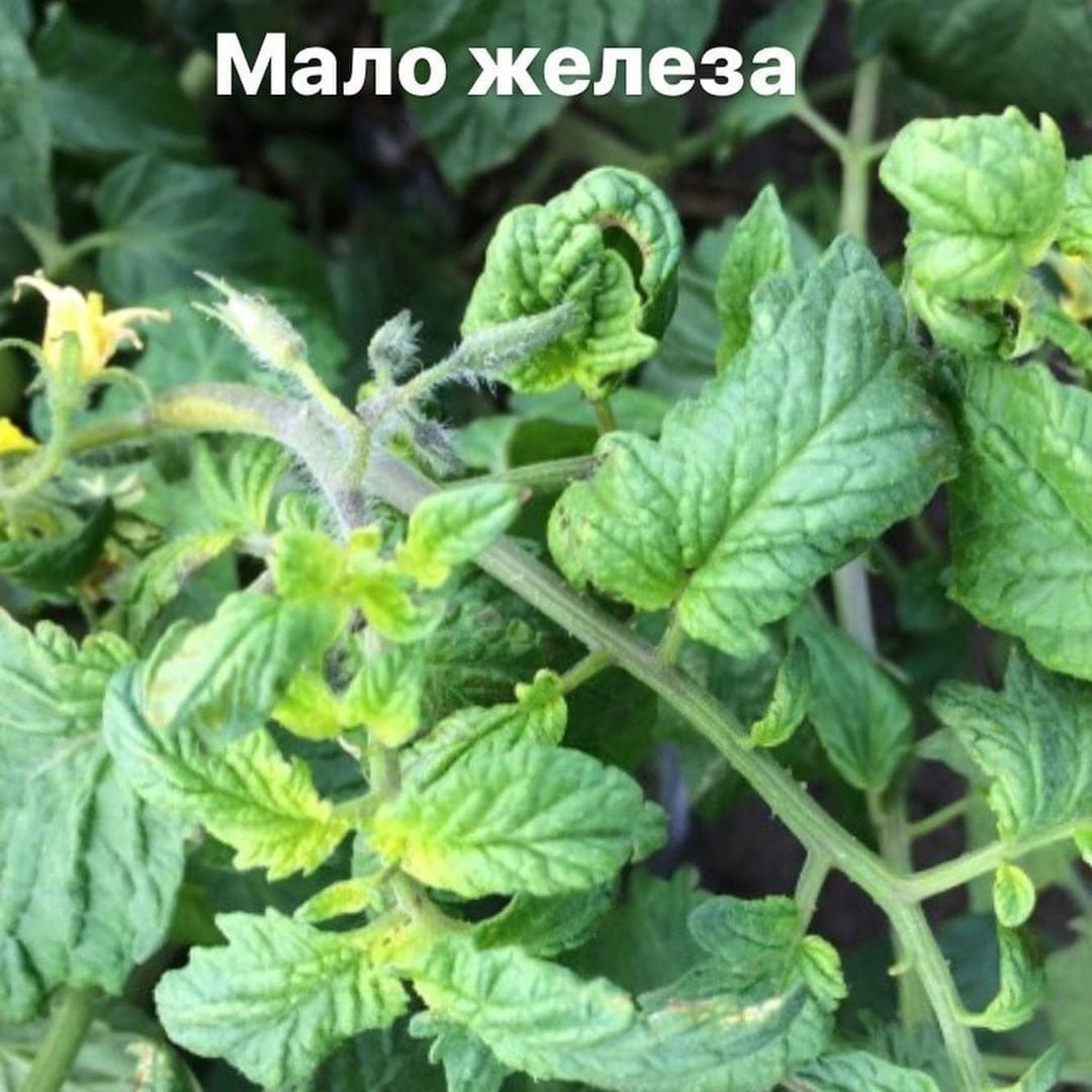 Определяем по листу чего не хватает томатам | Пикабу