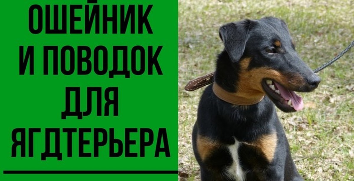 Ошейник и поводок для ягдтерьера | Пикабу