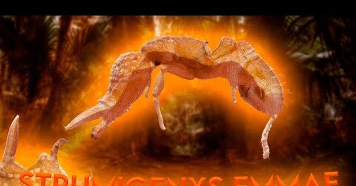 STRUMIGENYS EMMAE — Самые необычные муравьи — Удивительные виды ...